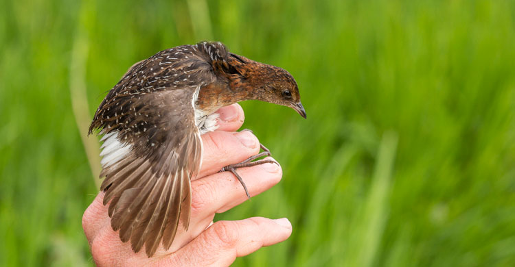 Chicks of the Wetlands - White-Winged Flufftails | BDI