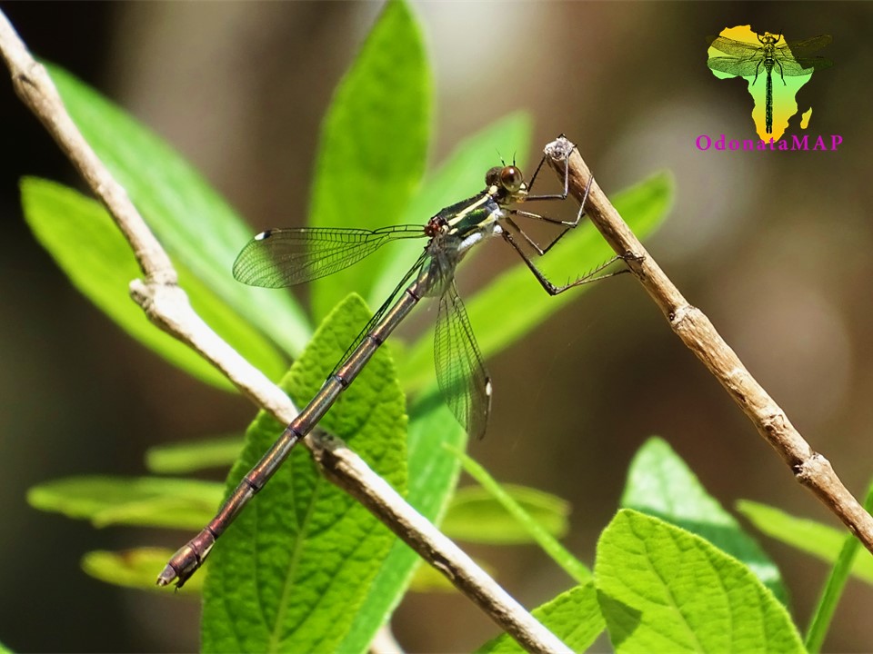Drakensberg Malachite (Chlorolestes draconicus) | BDI