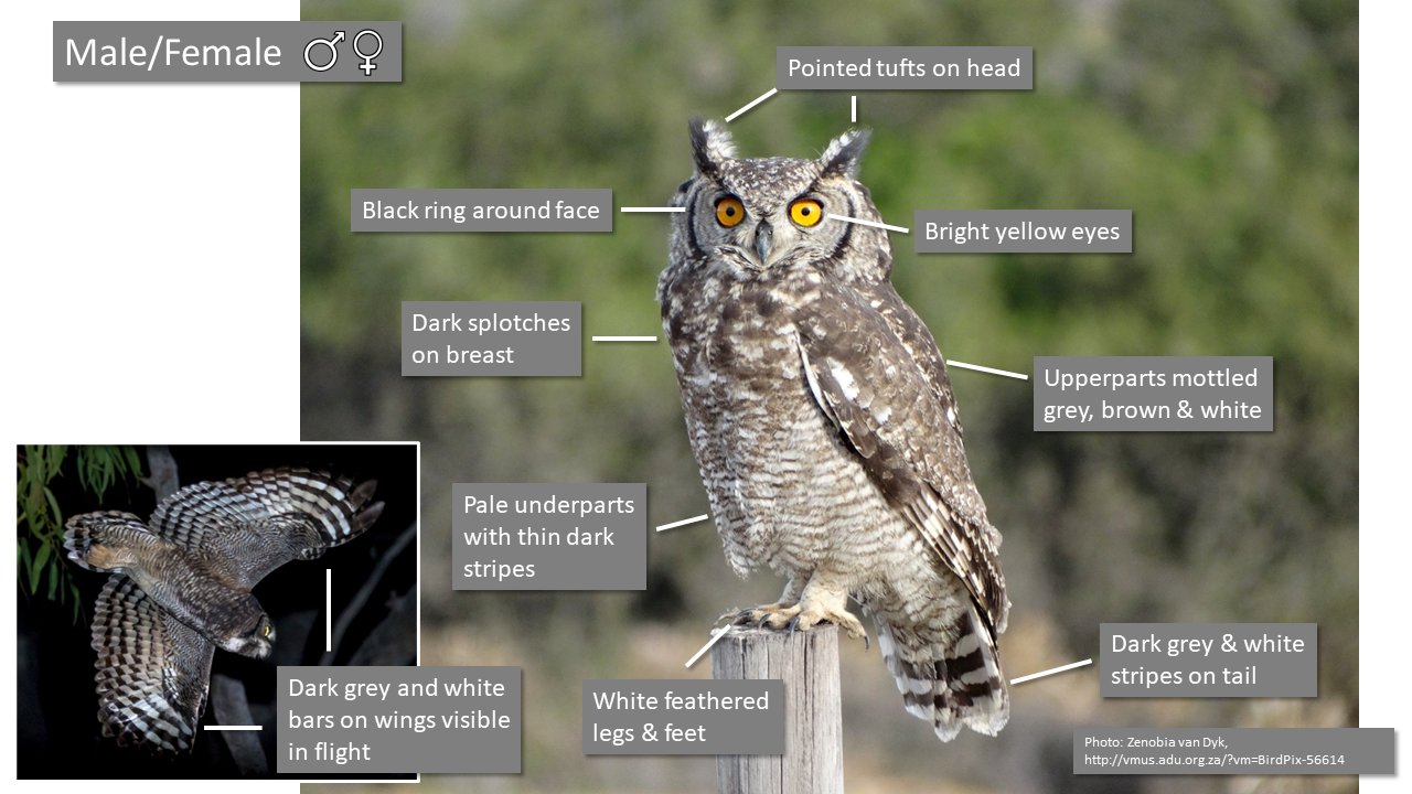 Spotted Eagle-Owl (Bubo africanus) | BDI