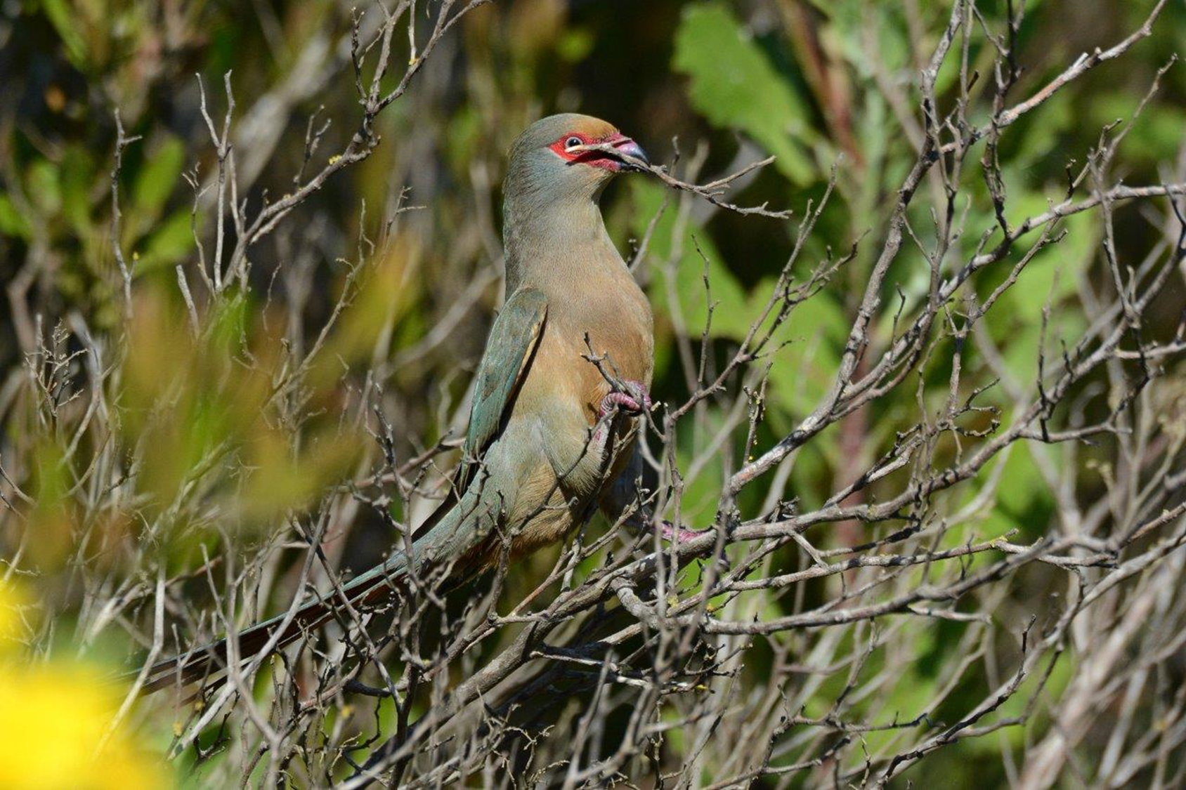 Red-faced Mousebird (Urocolius indicus) | BDI