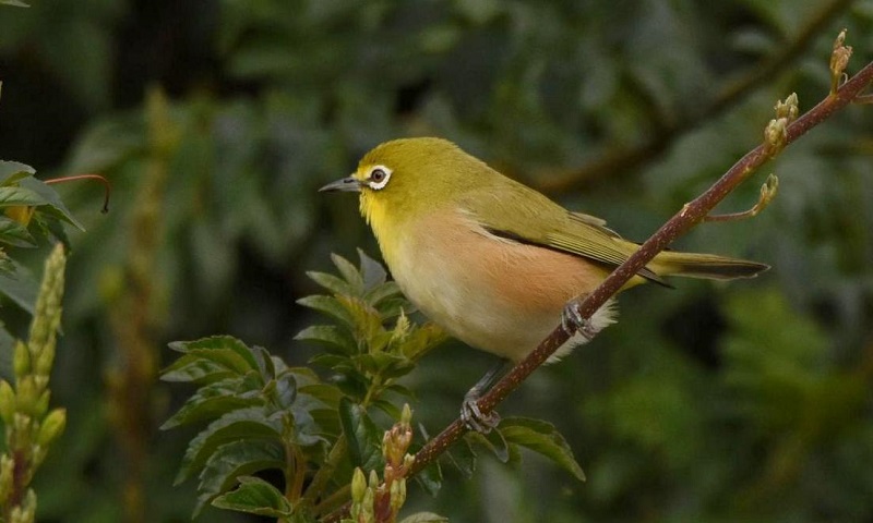 Orange River White-eye (Zosterops pallidus) | BDI