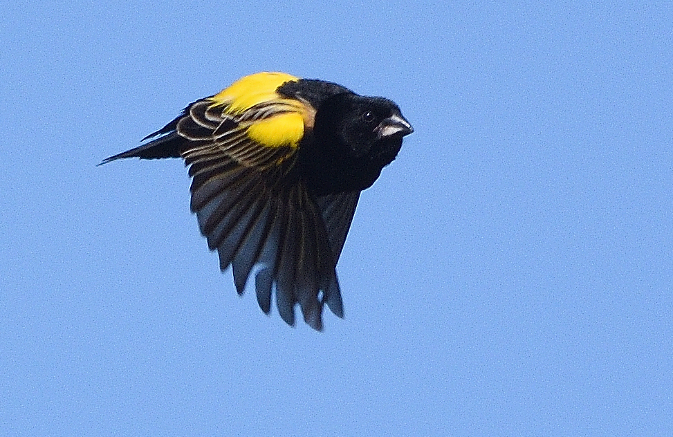 Yellow Bishop (Euplectes capensis) | BDI