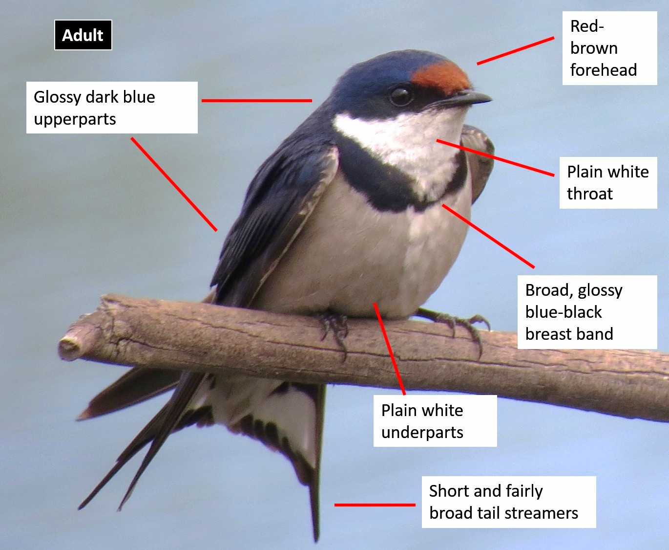 White-throated Swallow (Hirundo albigularis) | BDI