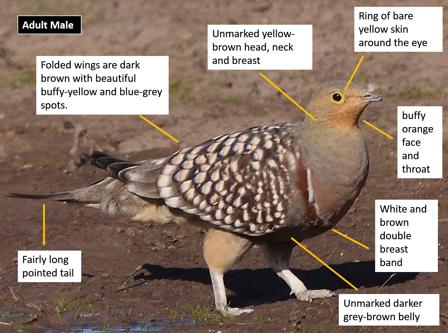 Namaqua Sandgrouse (Pterocles namaqua) | BDI