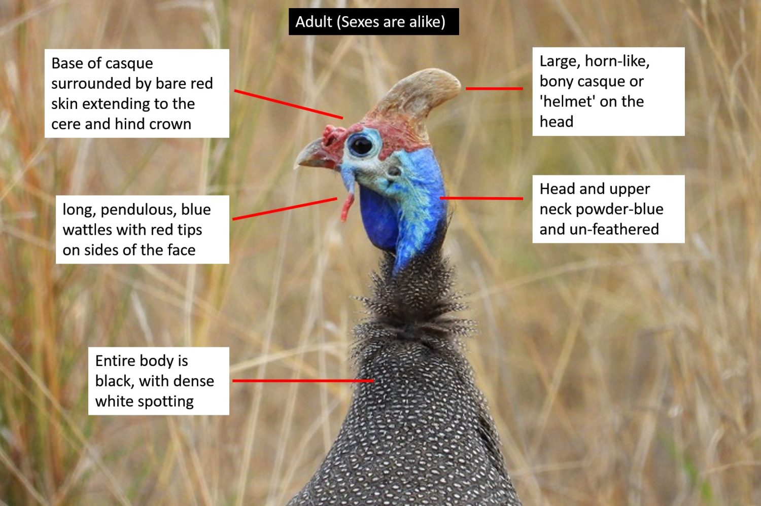 Helmeted Guineafowl (Numida meleagris) | BDI