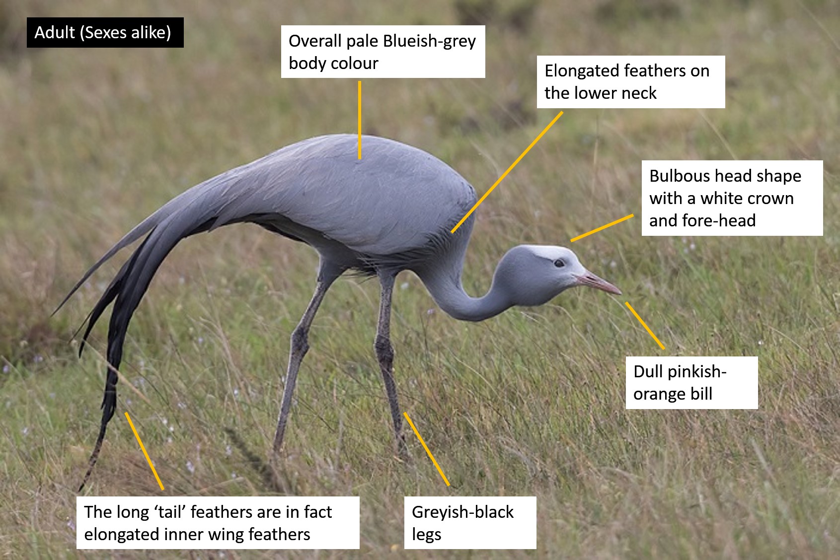 Blue Crane (Grus paradisea) | BDI