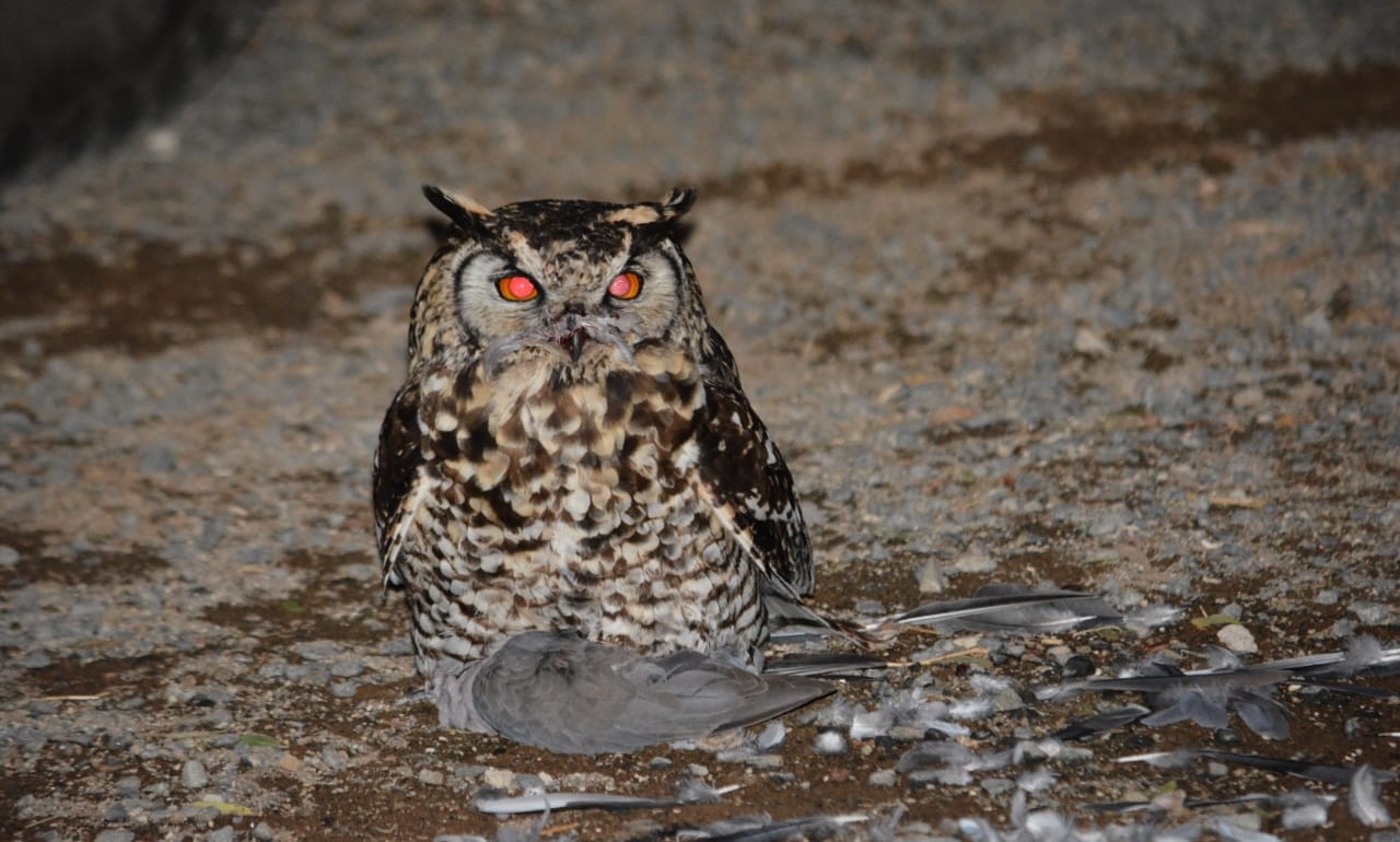 Cape Eagle-Owl (Bubo capensis) | BDI